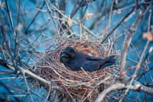 Varna-vienas protingiausių paukščių. Kaip atskirti gamtoje