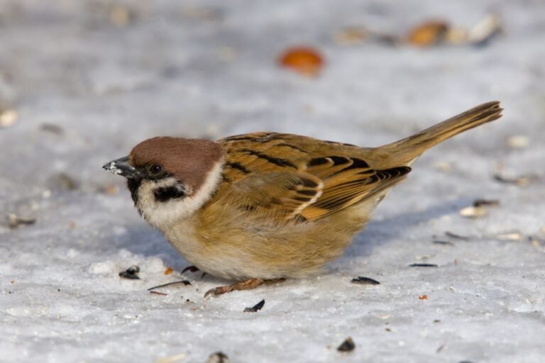 Žvirblis - socialius ir ištikimas savo partnerei paukštelis