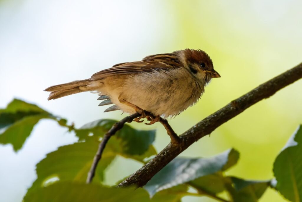 Žvirblis - socialius ir ištikimas savo partnerei paukštelis