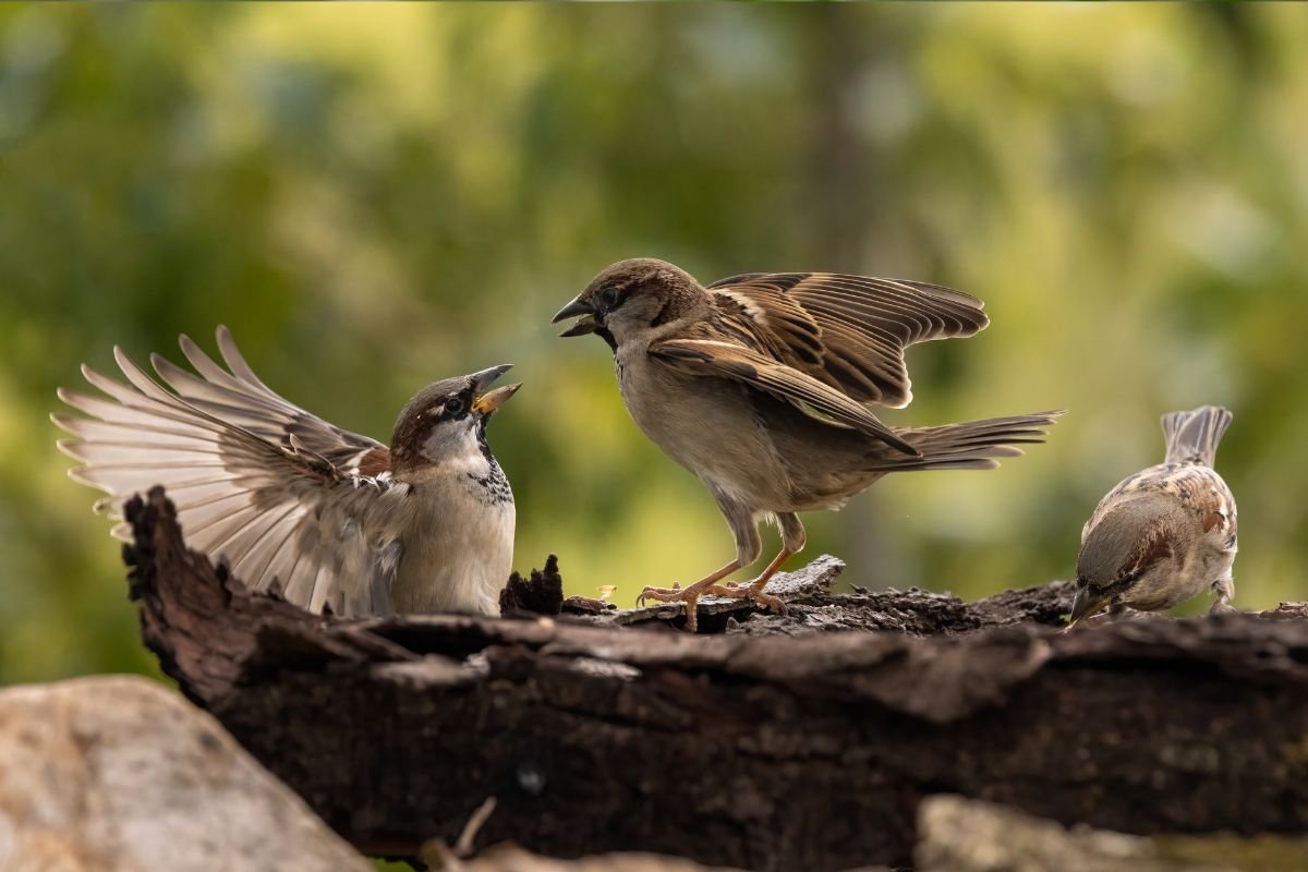 Žvirblis - socialius ir ištikimas savo partnerei paukštelis