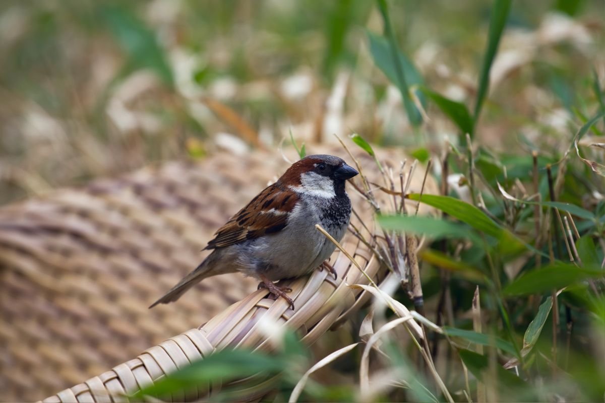 Žvirblis - socialius ir ištikimas savo partnerei paukštelis
