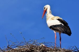 Gandras – didingasis klajoklis. Kodėl jis taip mylimas