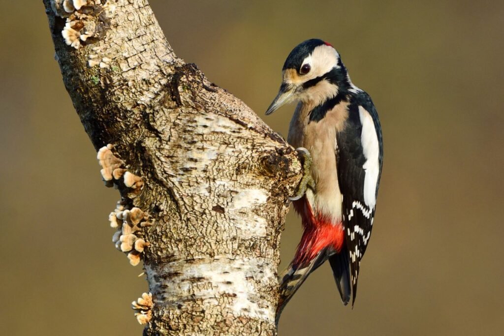 Genys – kur jį galite sutikti ir kodėl jis kalena?