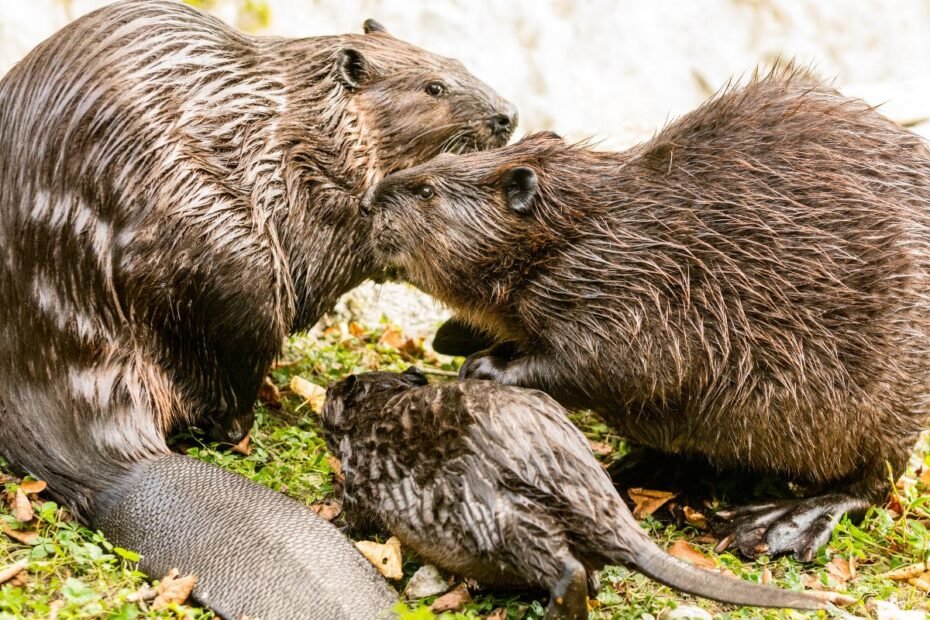 Bebras – Lietuvos gamtos inžinierius. Koks jo gyvenimas?