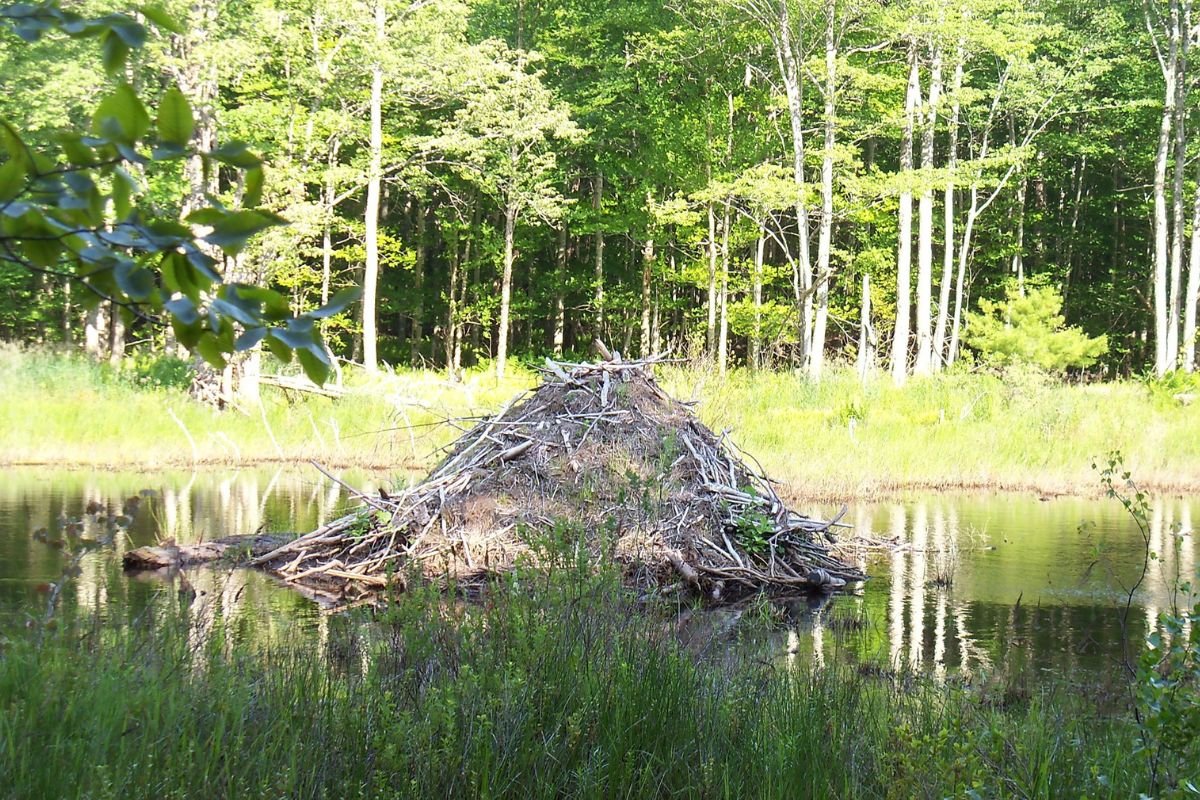 Bebras – Lietuvos gamtos inžinierius. Koks jo gyvenimas?