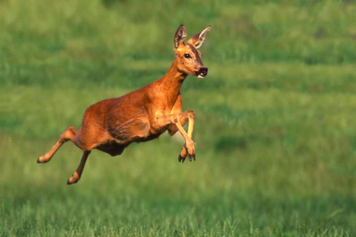 Stirna – drovi, bet vikri bėgikė. Kuo ji dar unikali?