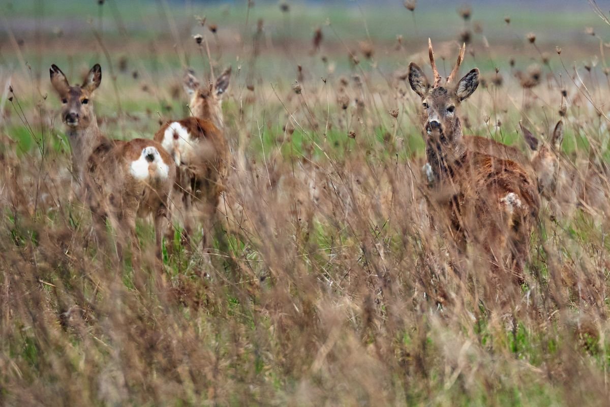 Stirna – drovi, bet vikri bėgikė. Kuo ji dar unikali?