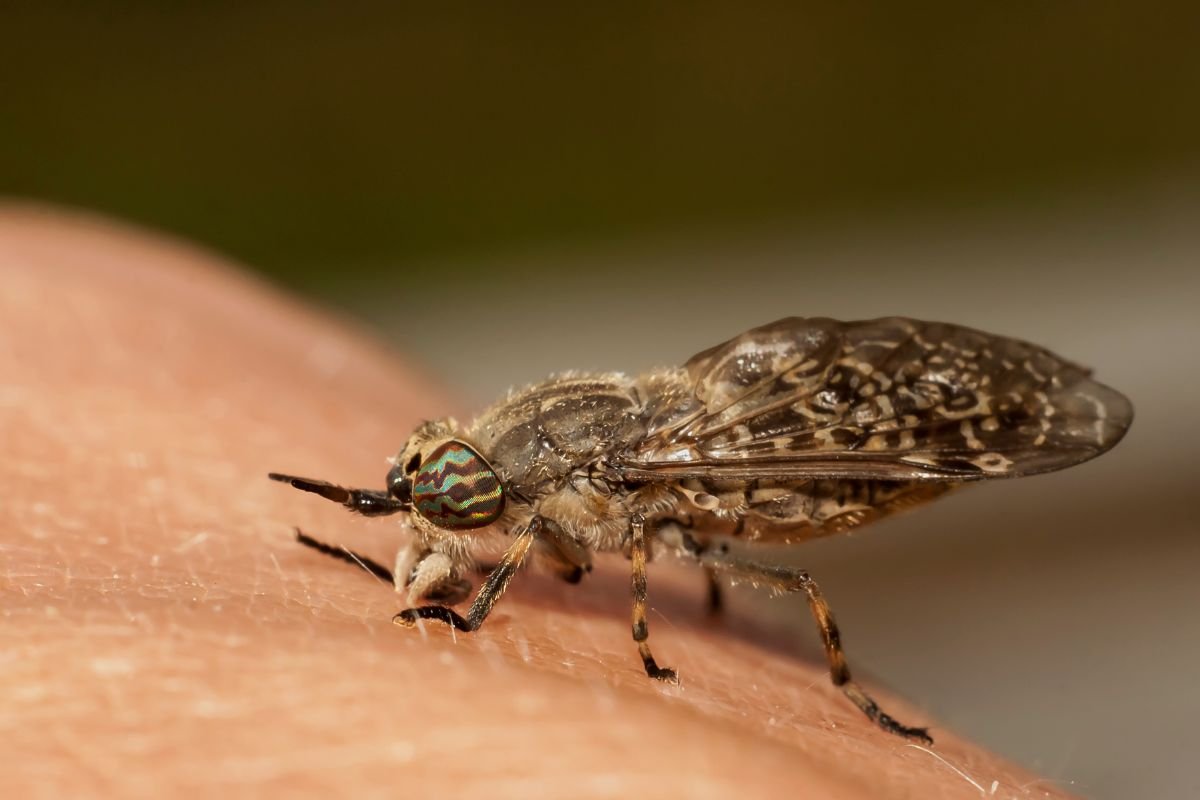 Bimbalas – agresyvus kraujasiurbis ir ligų platintojas