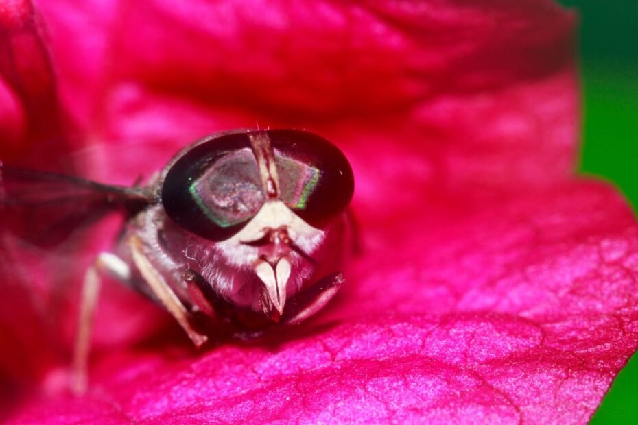 Bimbalas – agresyvus kraujasiurbis ir ligų platintojas